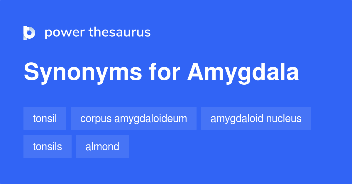 AMYGDALA Synonyms: 135 Similar Words & Phrases