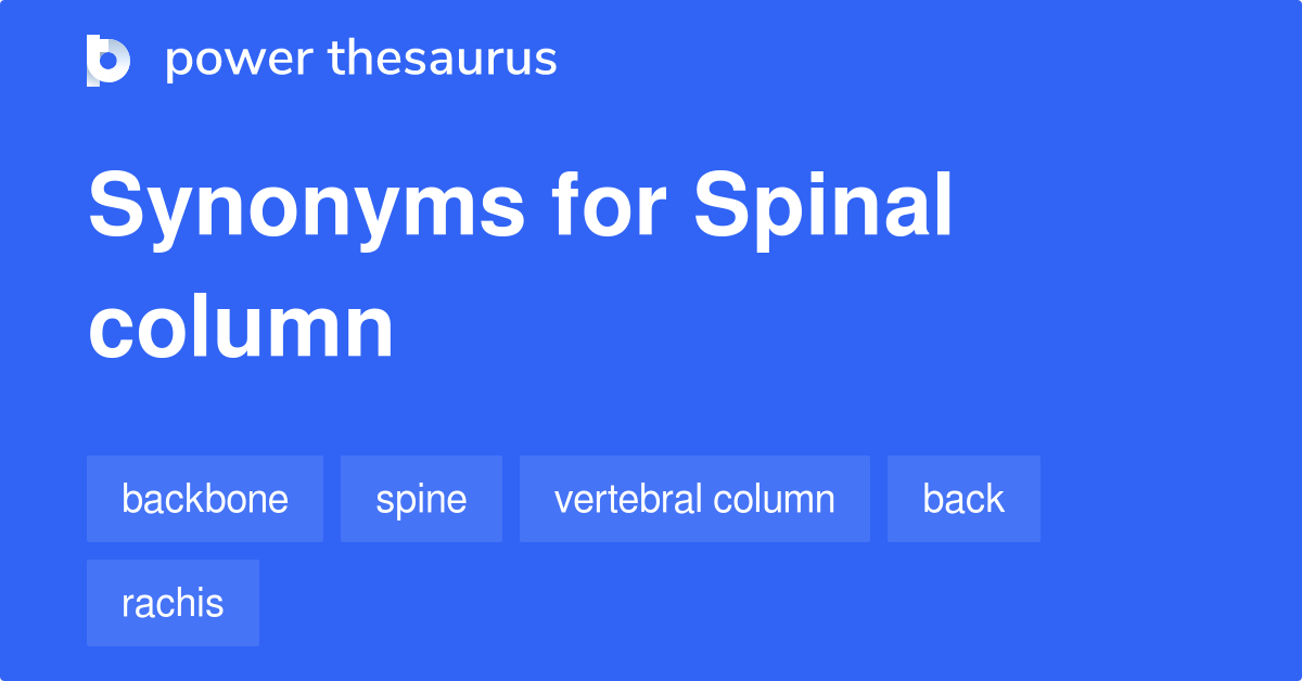 Spinal Column synonyms - 278 Words and Phrases for Spinal Column