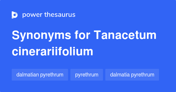 Tanacetum Cinerariifolium synonyms - 4 Words and Phrases for Tanacetum ...